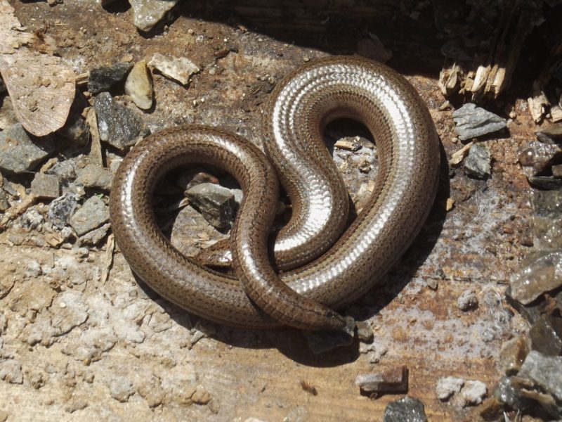 L’Orvet fragile… et précieux – CPIE 72