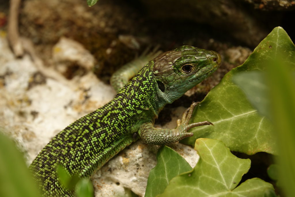 L’Orvet fragile… et précieux – CPIE 72