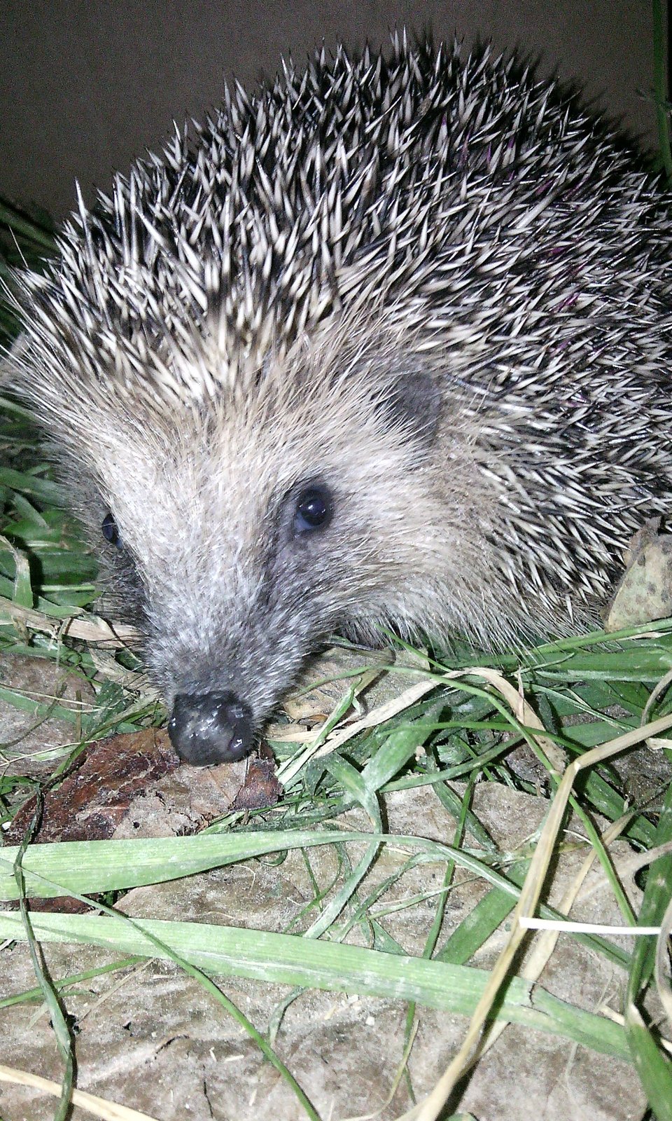 Hérisson tout hérissé ! – CPIE 72