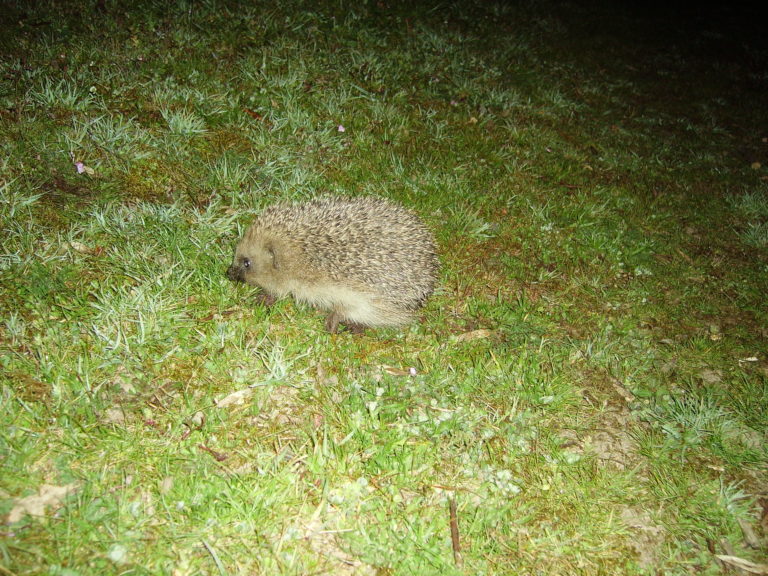 Hérisson tout hérissé ! – CPIE 72