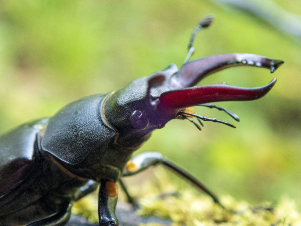Le Lucane cerf-volant, le plus grand coléoptère d’Europe ! – CPIE 72